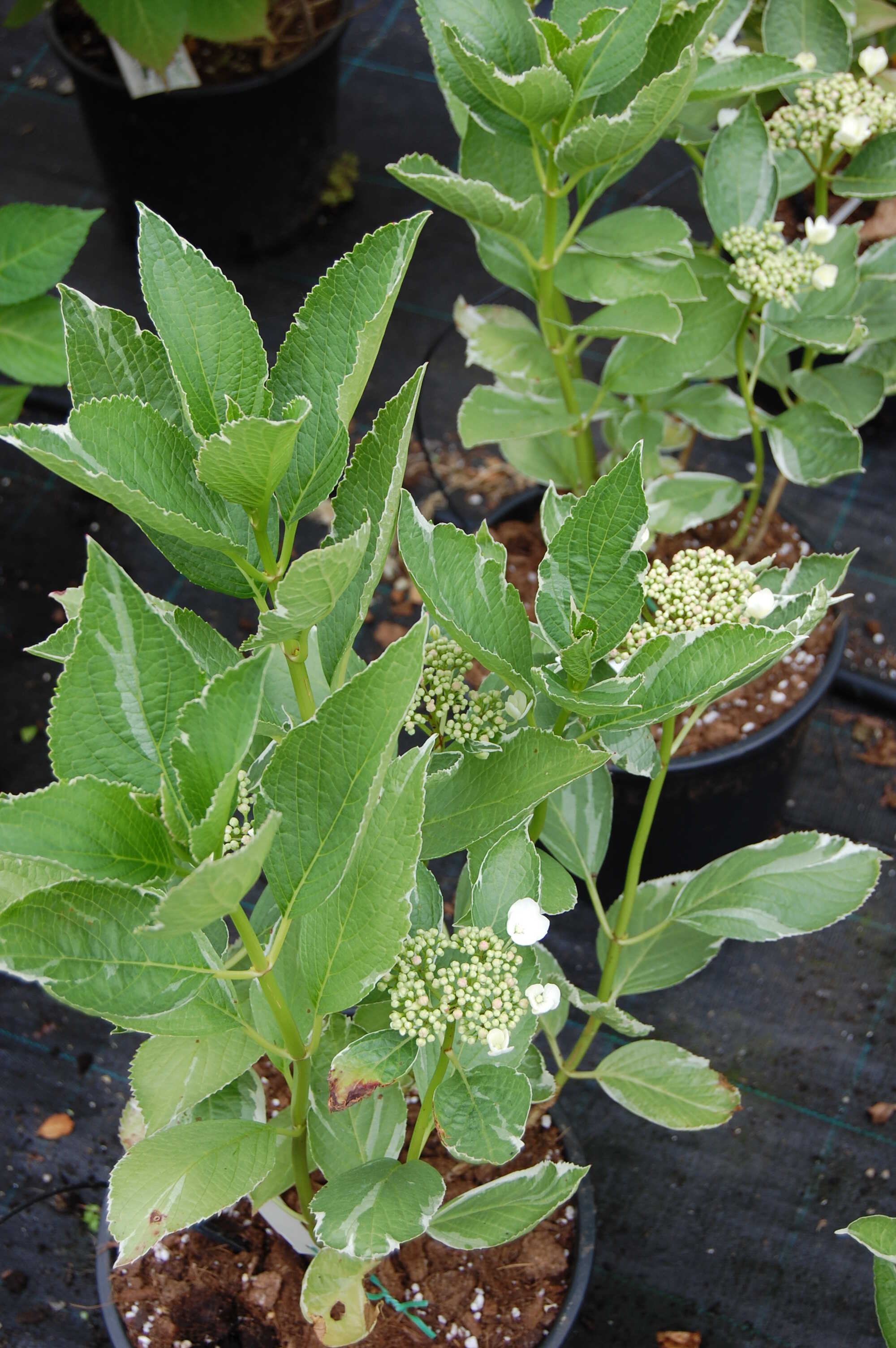 Home Page [www.susigarden.com]