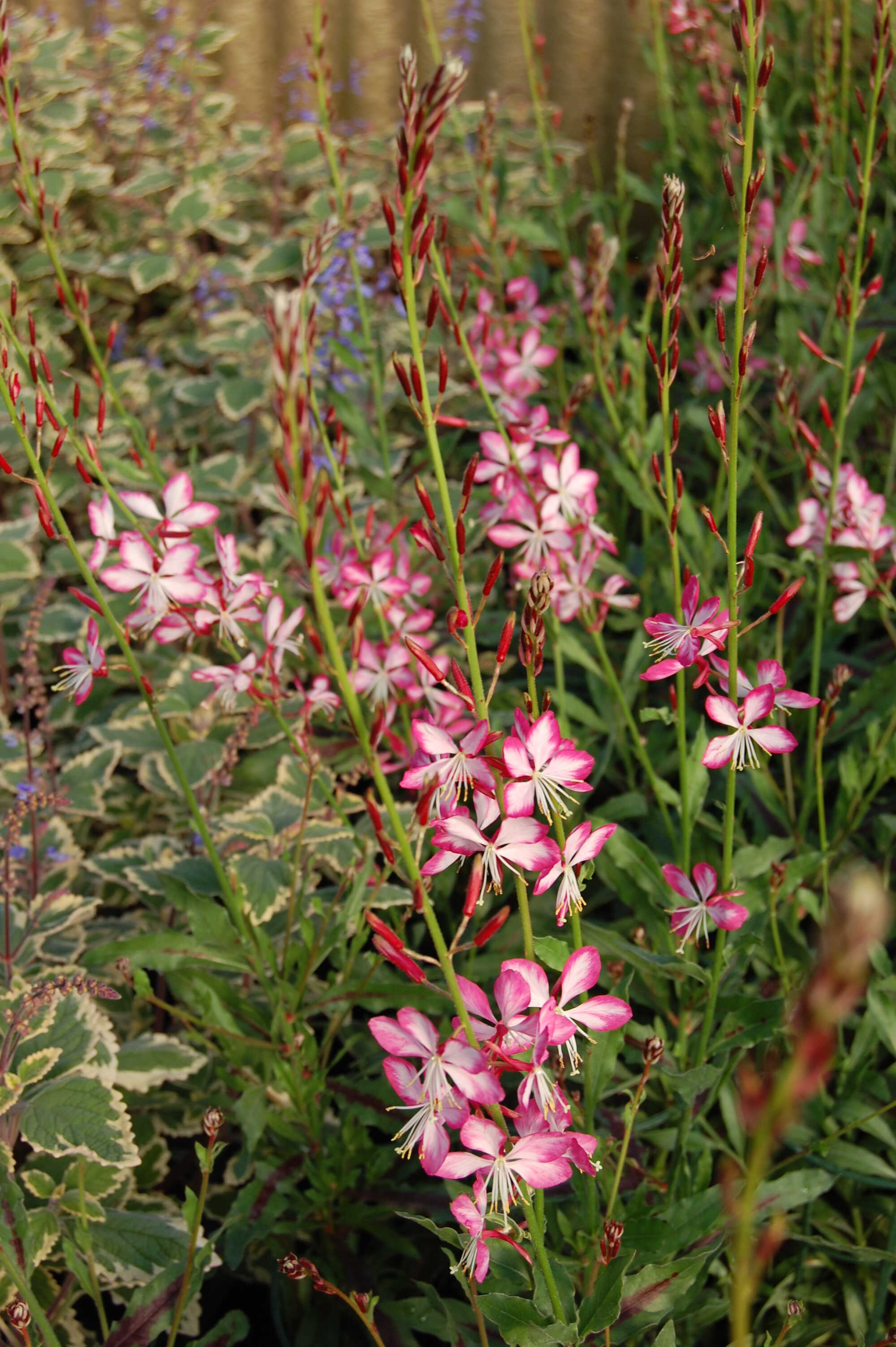 Home Page [www.susigarden.com]