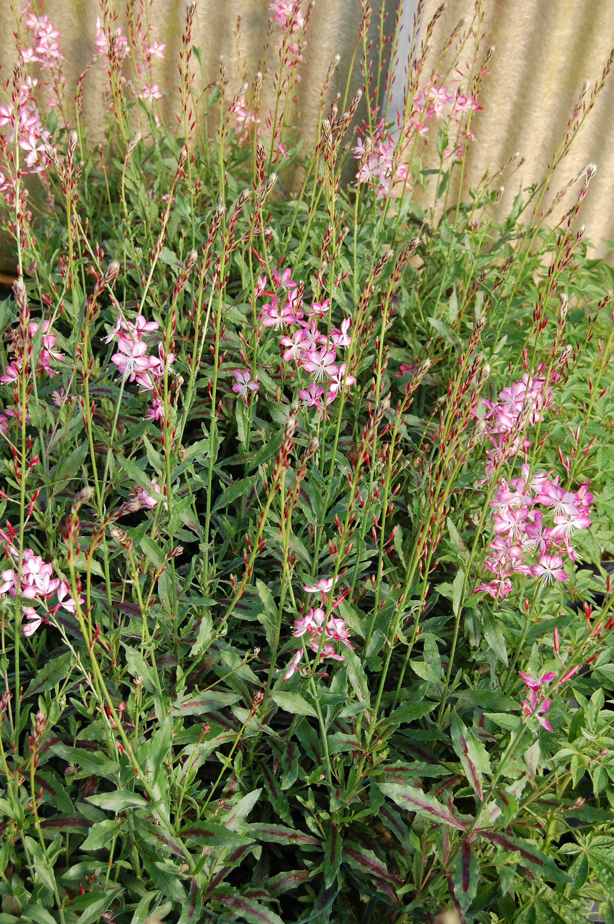 Home Page [www.susigarden.com]