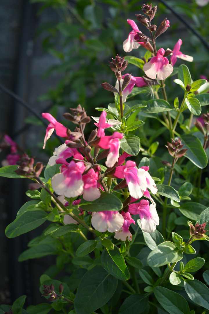 Home Page [www.susigarden.com]